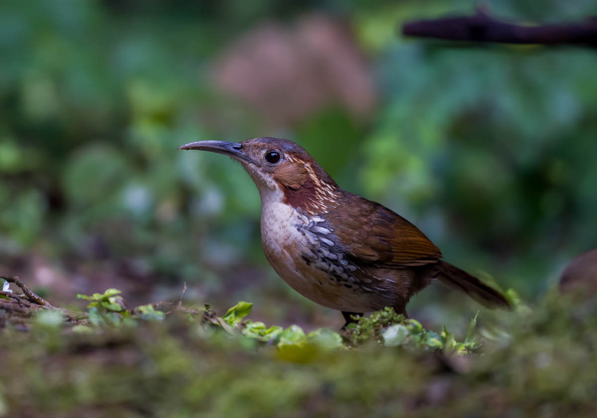 Birding Nonggang, Guangxi, China - part 1 - 10,000 Birds