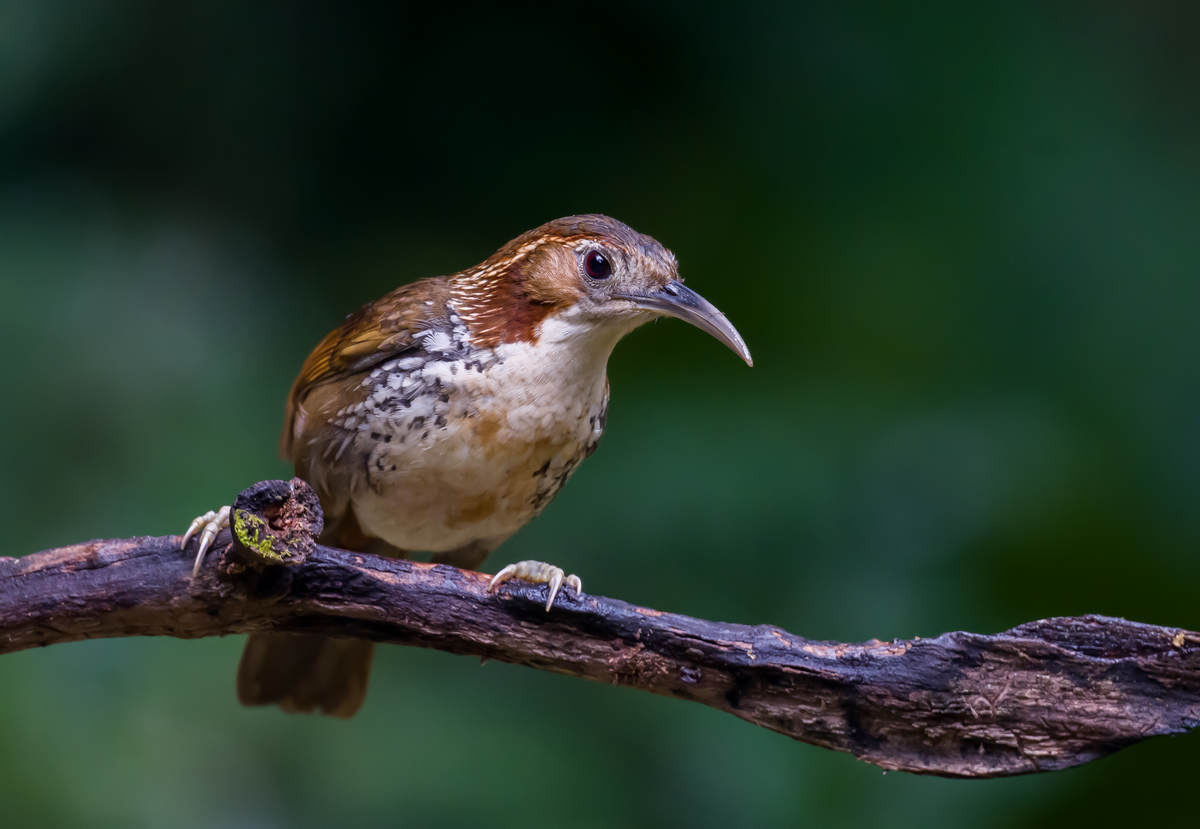 Birding Nonggang, Guangxi, China - Part 1 - 10,000 Birds
