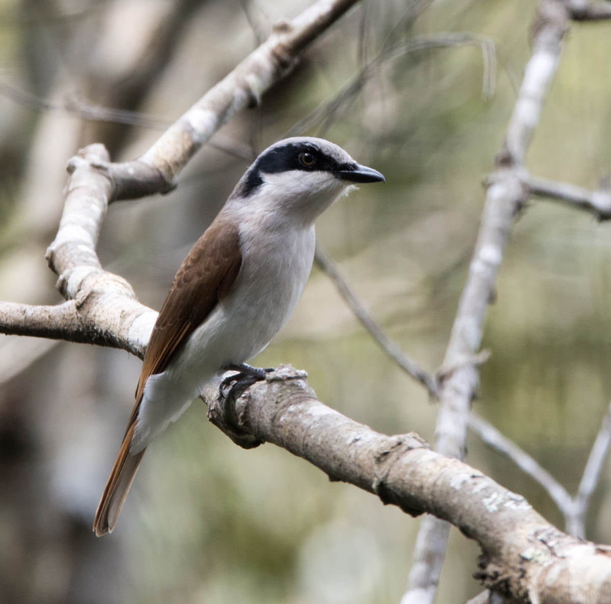 Birding Sanming, Fujian - 10,000 Birds