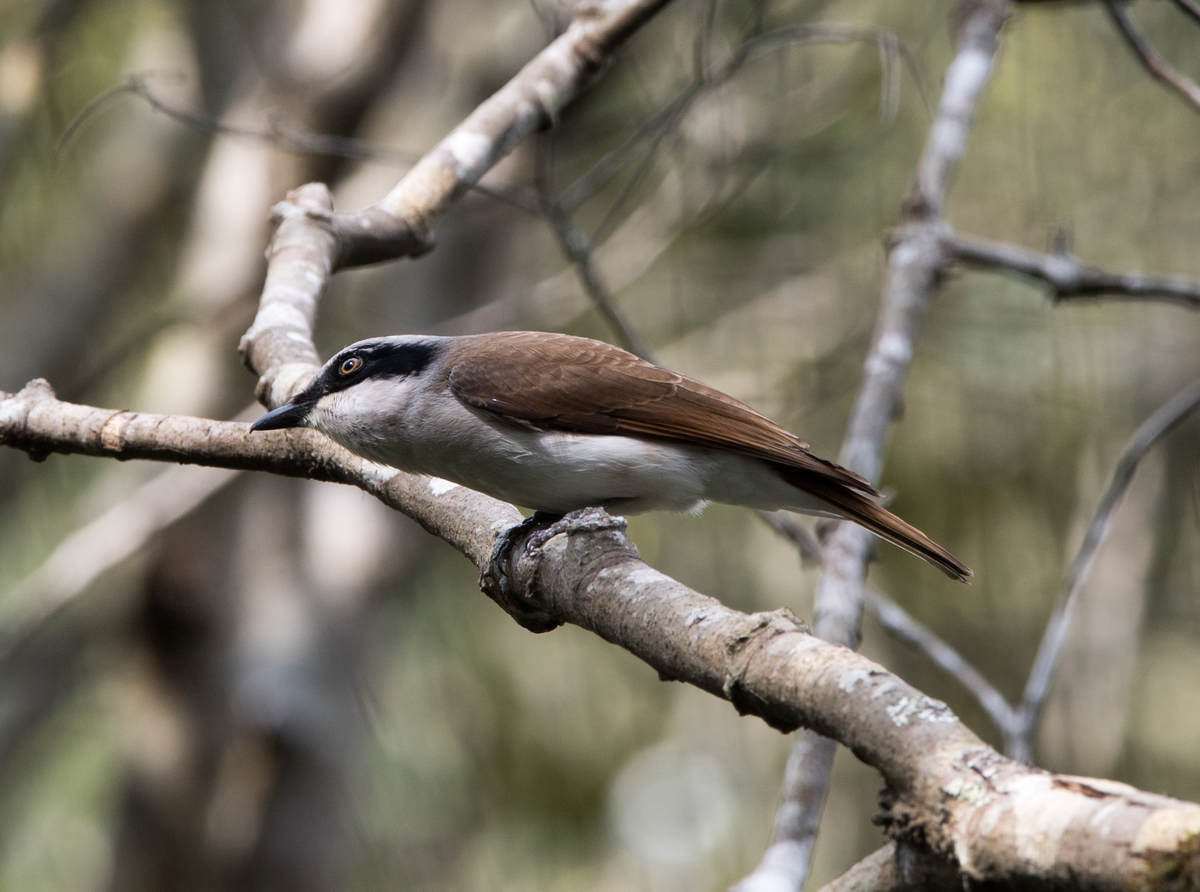 Birding Sanming, Fujian - 10,000 Birds