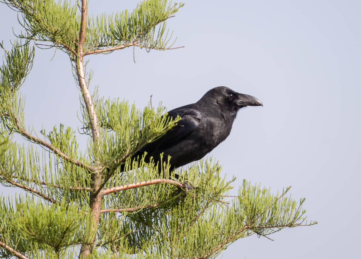 Birding Shanghai in May 2023 - Part 2 - 10,000 Birds