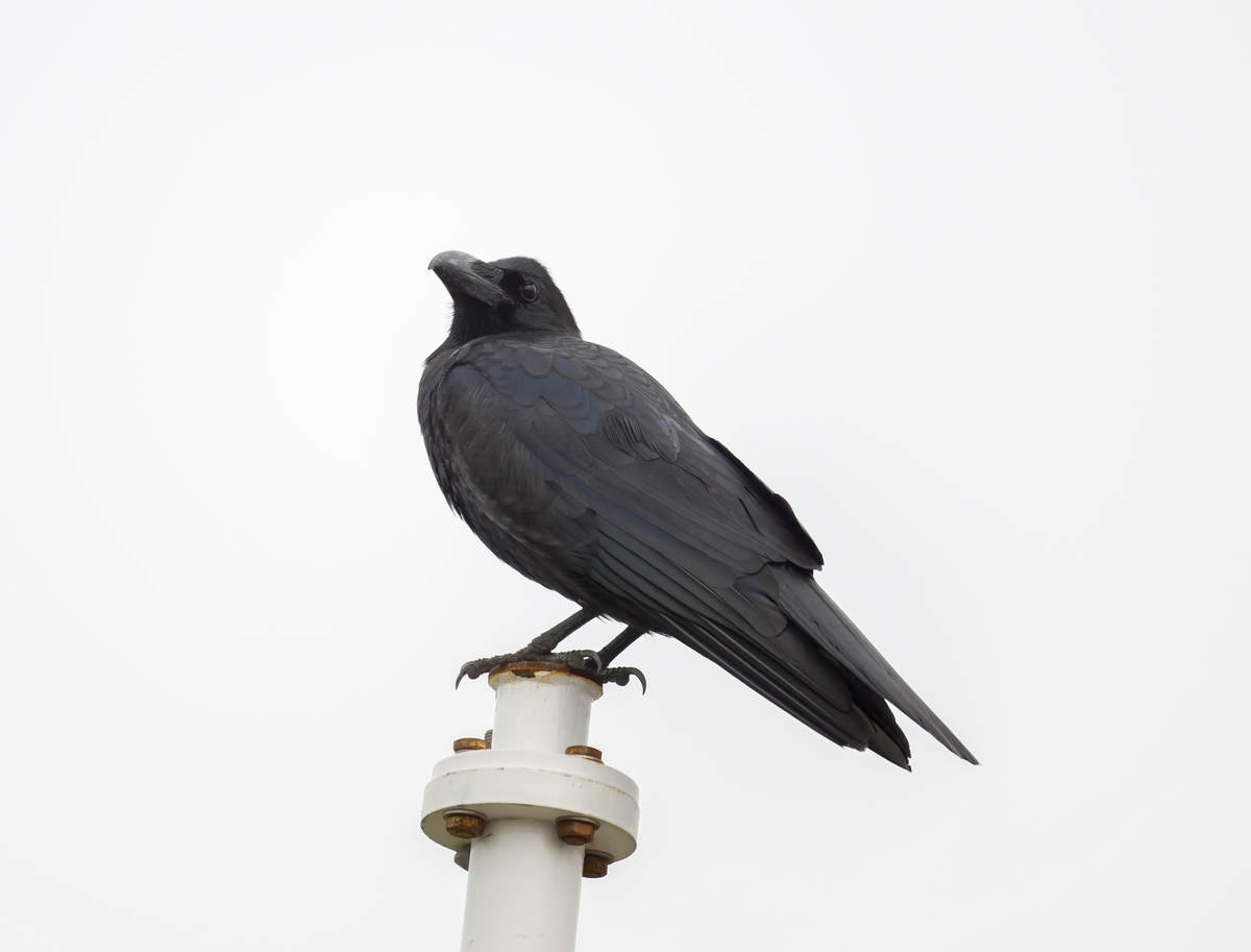 Birding Shanghai in May 2023 - Part 2 - 10,000 Birds