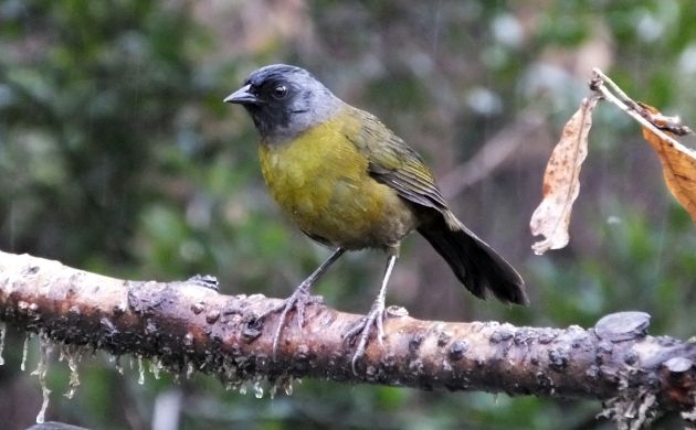Easy Endemics and Photography at Myriam’s Quetzals, Costa Rica - 10,000 ...