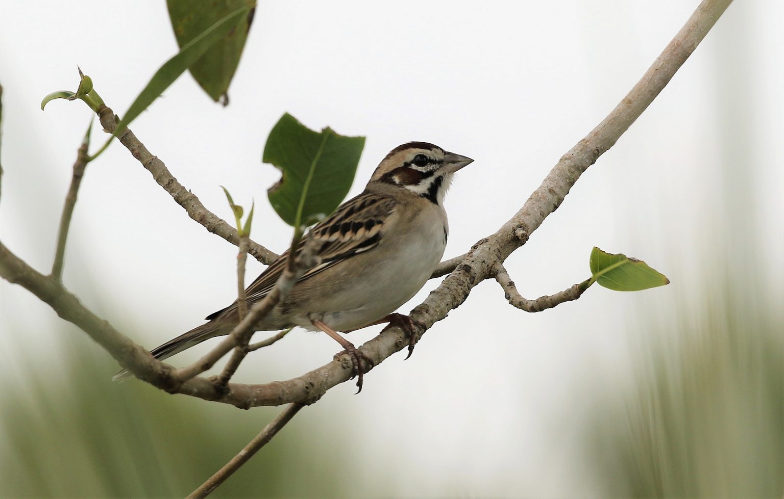 Best Time to Bird South Florida? Fall Migration - 10,000 Birds