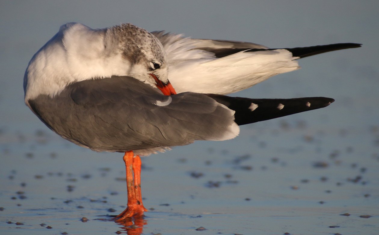 An Aberrant Laughing Gull With Orange Legs And Bill - 10,000 Birds