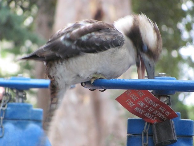 Laughing Kookaburra in attack mode! - 10,000 Birds