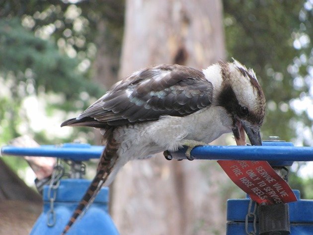 Laughing Kookaburra in attack mode! - 10,000 Birds