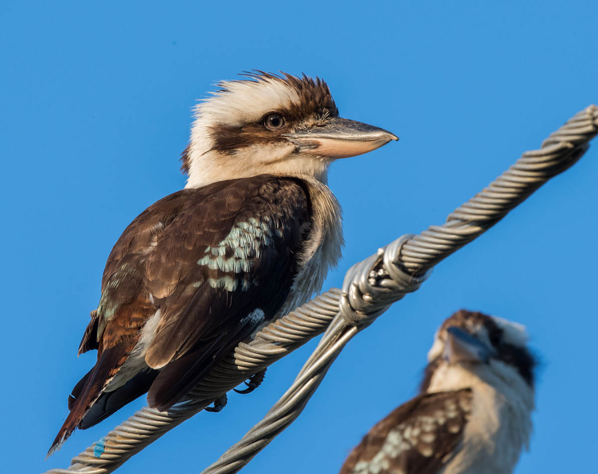 Top 10 Onomatopoeia - 10,000 Birds