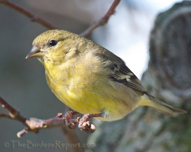 The Lesser Goldfinch: A Common California Species - 10,000 Birds
