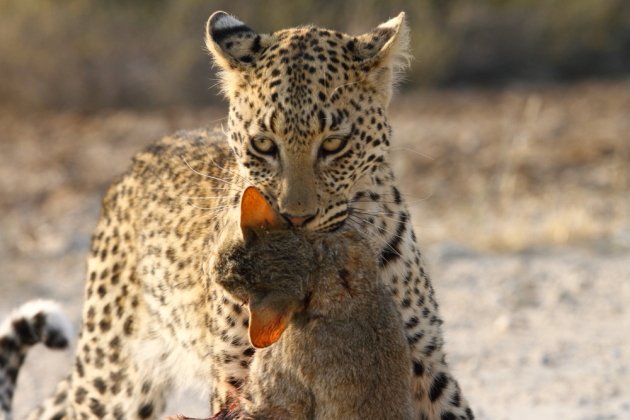 A morning in a Kalahari Leopard’s life - 10,000 Birds