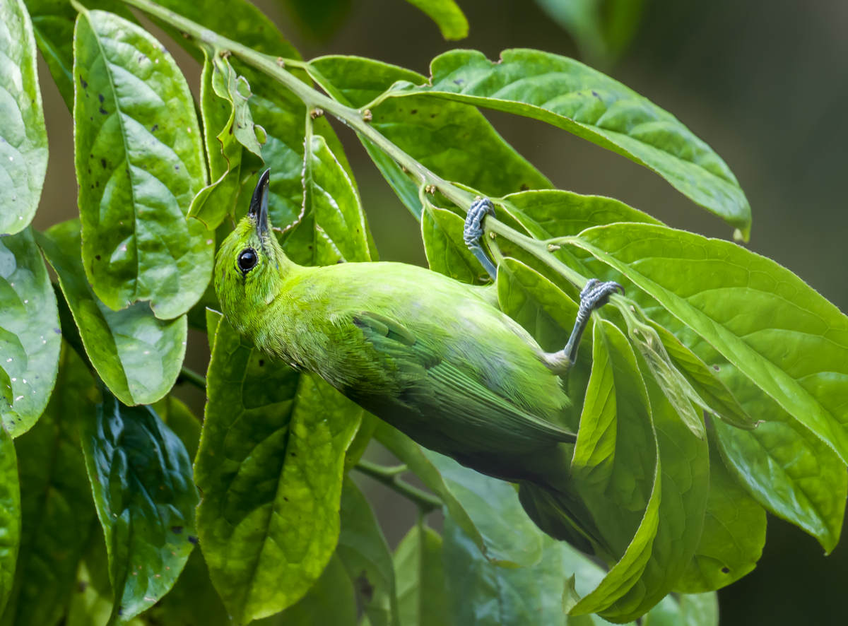 Birding Sepilok, Borneo (Part 3) - 10,000 Birds