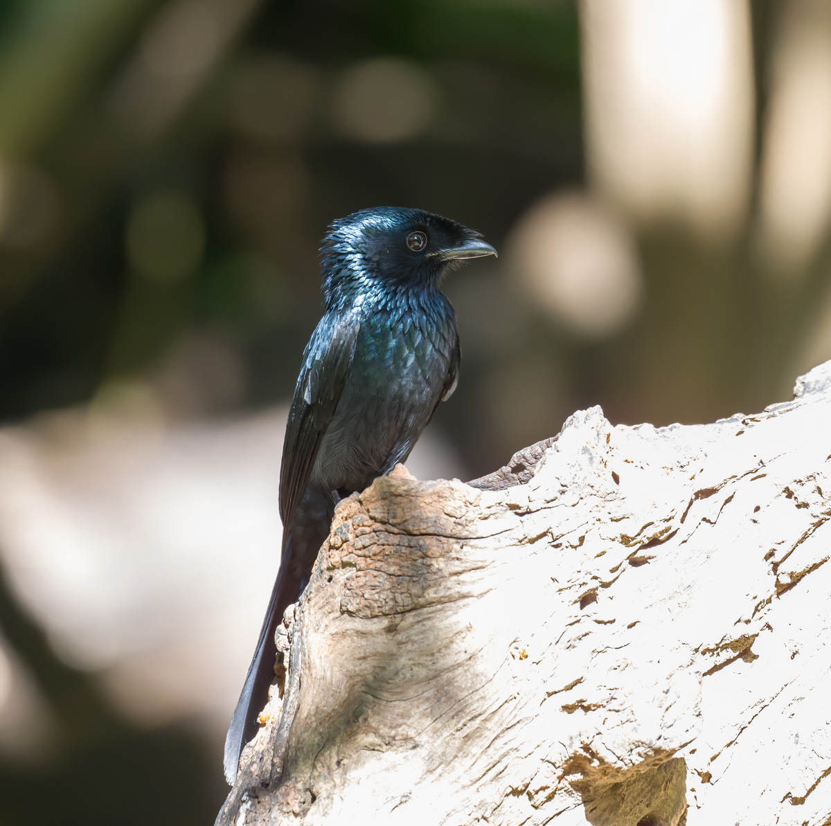 Birding Hongbenghe, Yunnan (Part 3) - 10,000 Birds