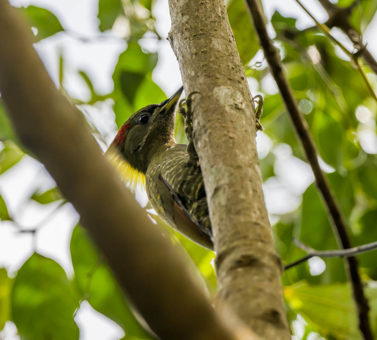 Birding Jianfengling, Hainan (I to Z) - 10,000 Birds