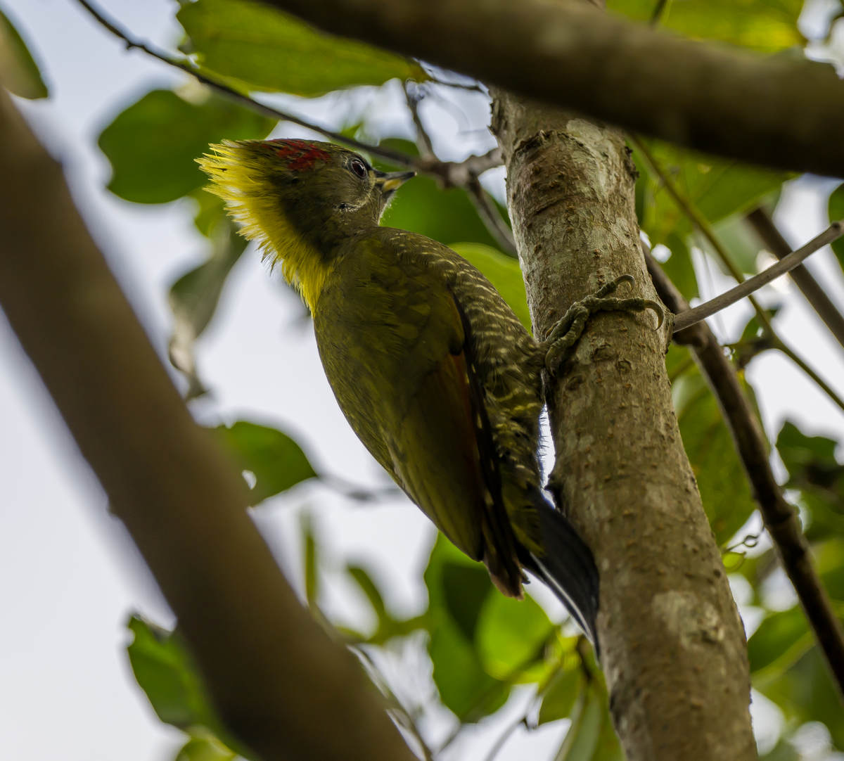 Birding Jianfengling, Hainan (I to Z) - 10,000 Birds