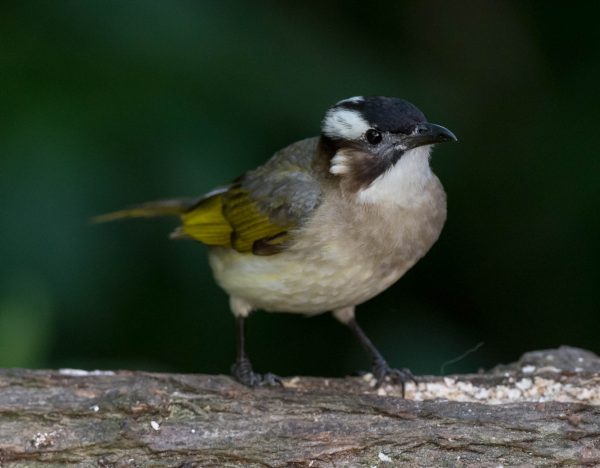 Pycnonotidae: A Critical Review - 10,000 Birds