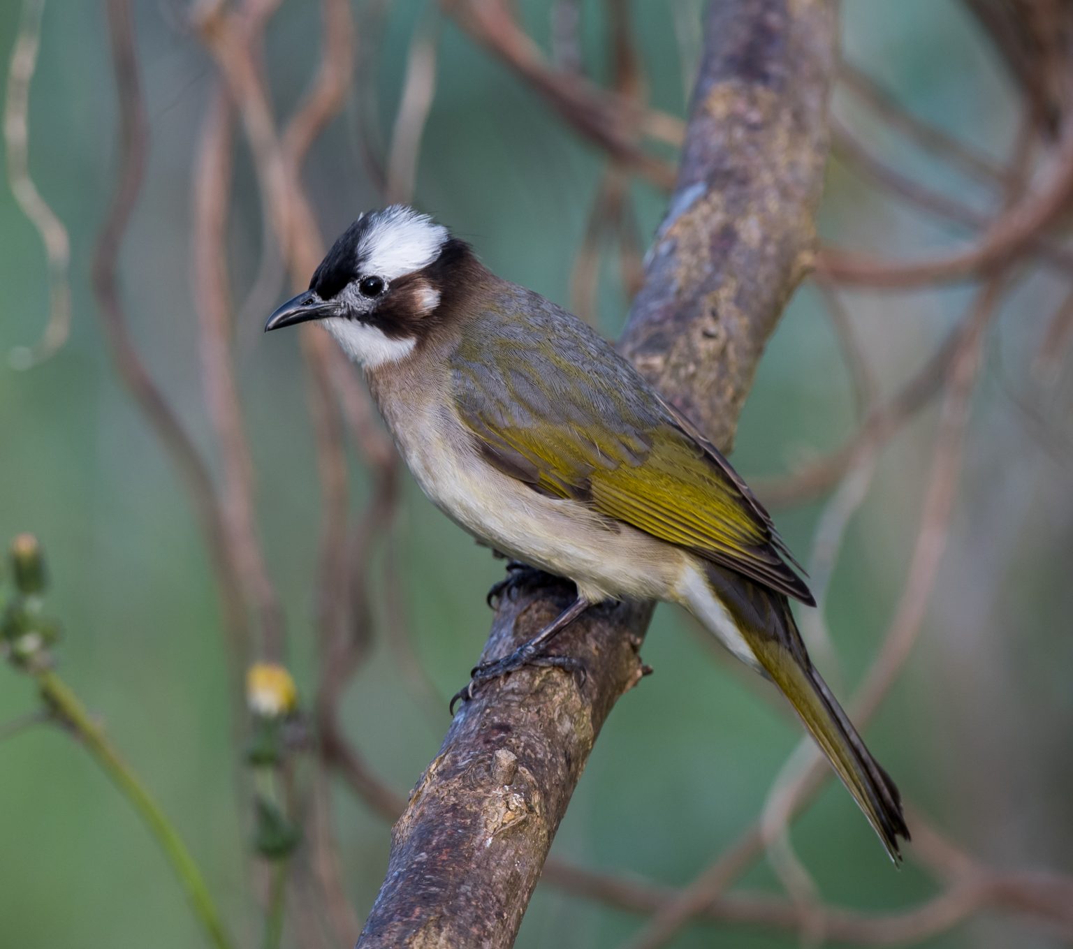 Pycnonotidae: A Critical Review - 10,000 Birds