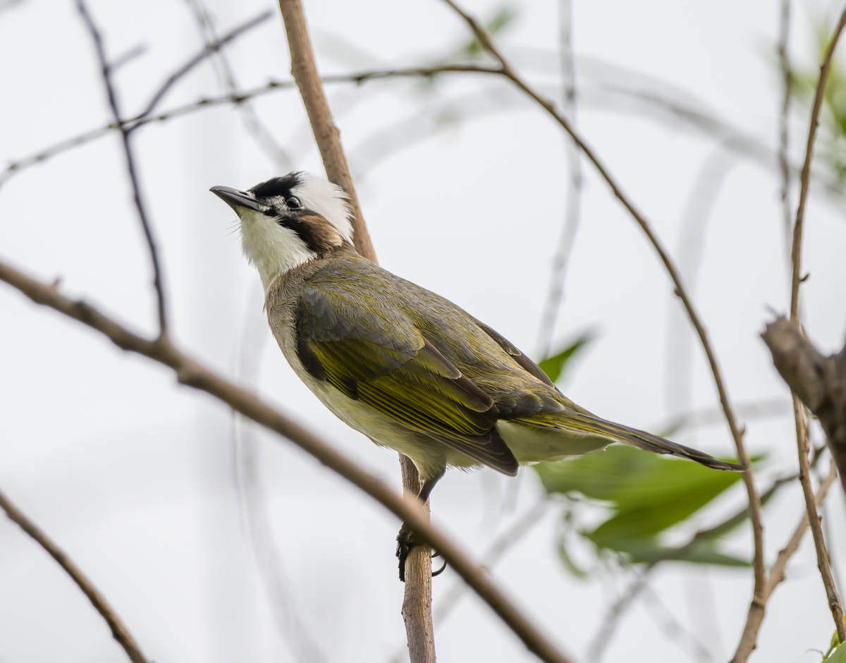 Birding Shanghai in April 2022 - 10,000 Birds