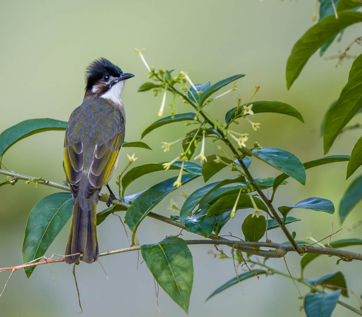 Birding Jianfengling, Hainan (I to Z) - 10,000 Birds