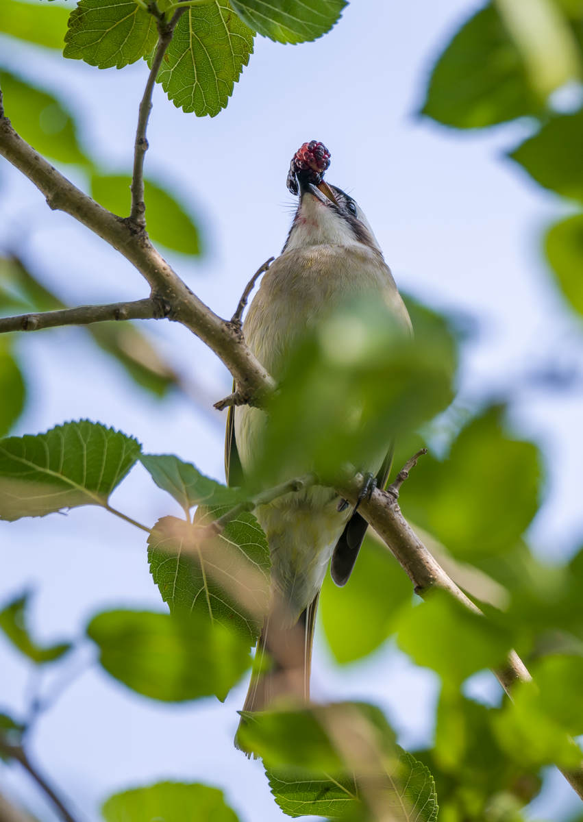 Birding Shanghai in May 2022 - 10,000 Birds