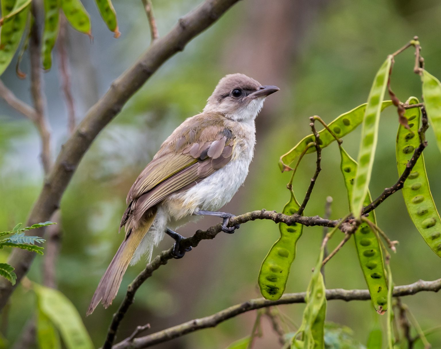 Nanhui, Shanghai in August - 10,000 Birds