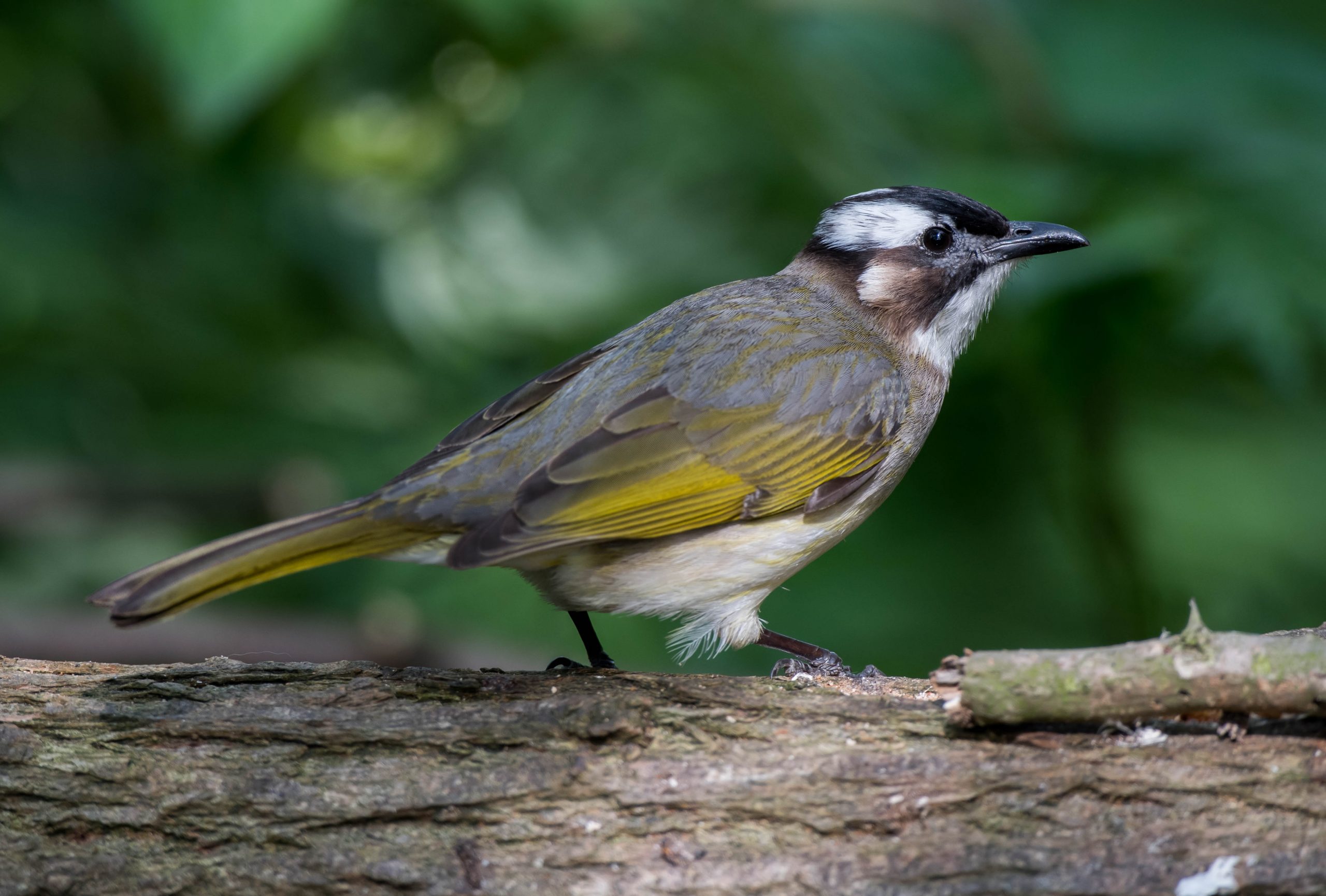 Pycnonotidae: A Critical Review - 10,000 Birds