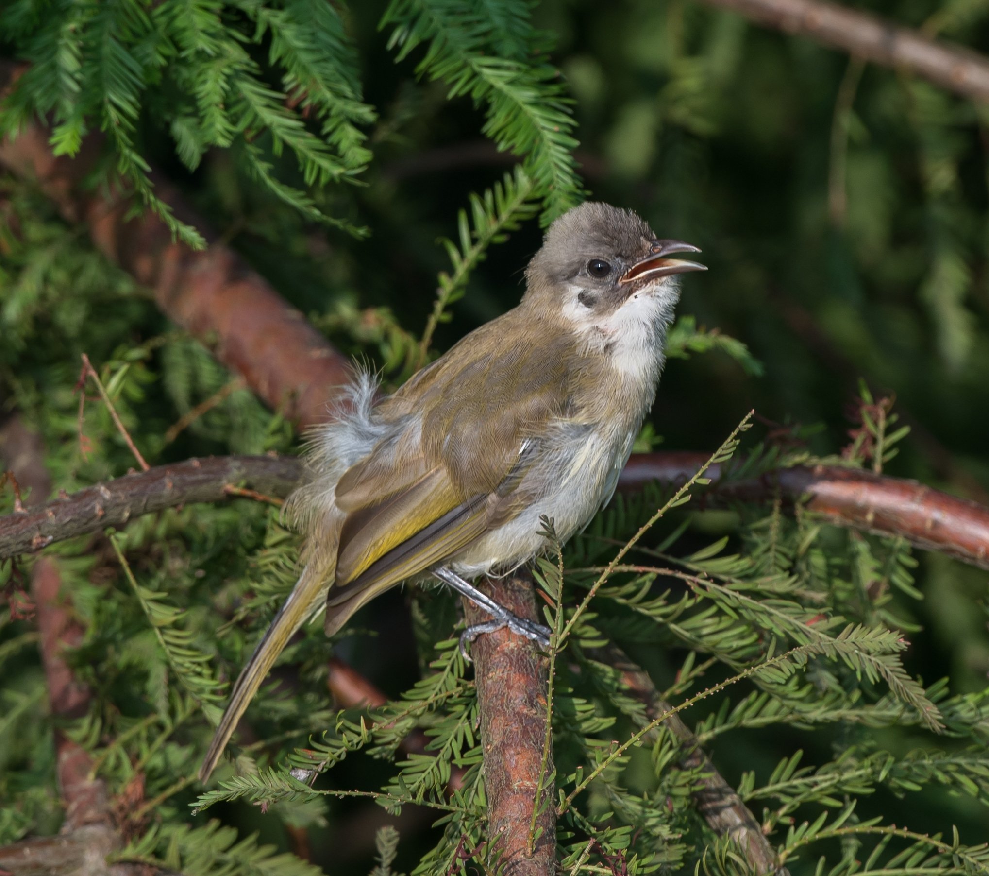 Pycnonotidae: A Critical Review - 10,000 Birds