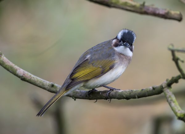 Pycnonotidae: A Critical Review - 10,000 Birds