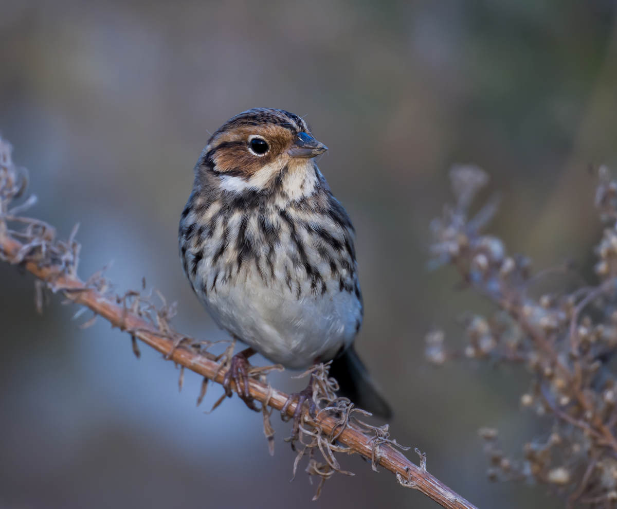 Birding Shanghai in November 2022 - 10,000 Birds