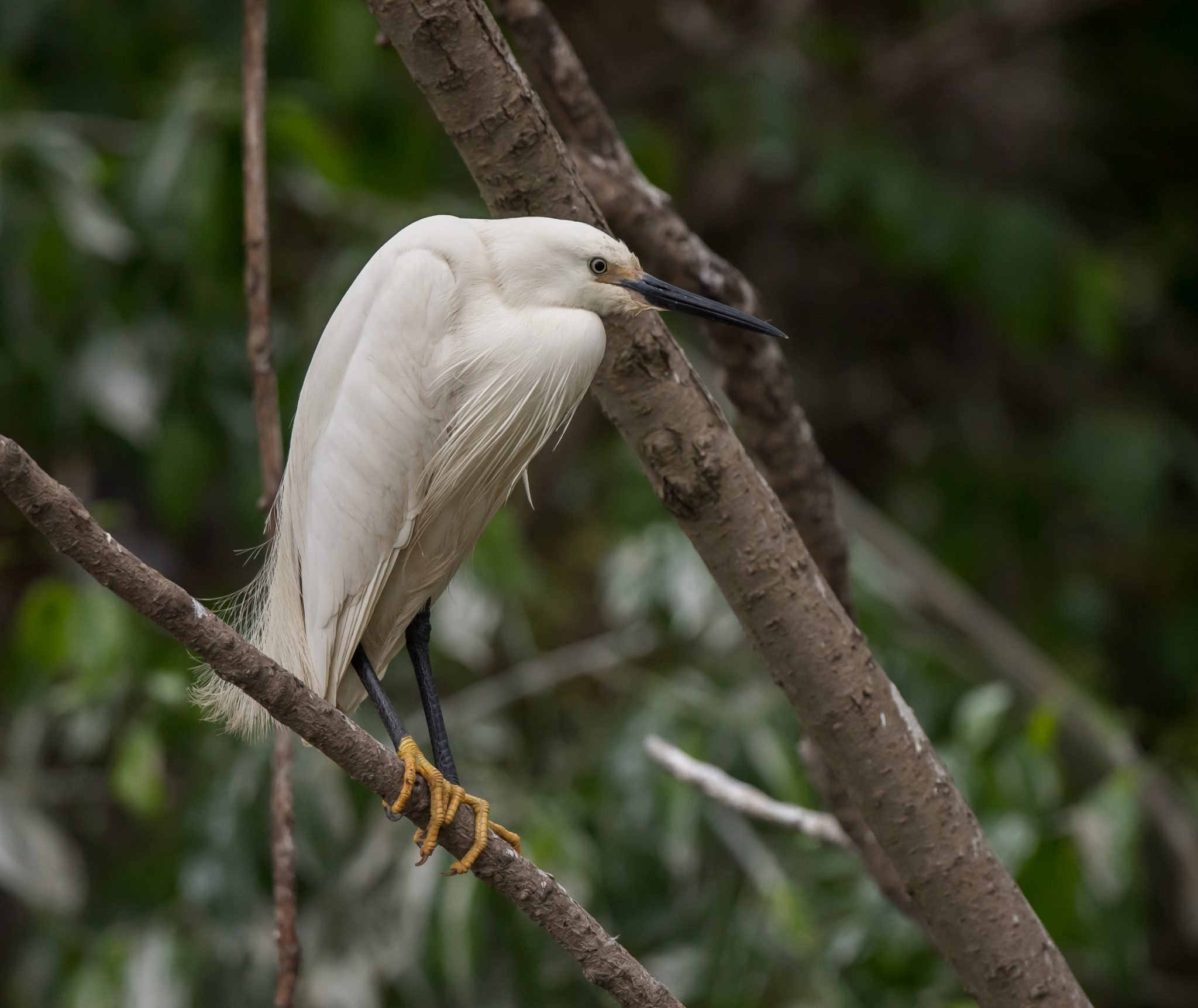 Shanghai birds in April - 10,000 Birds