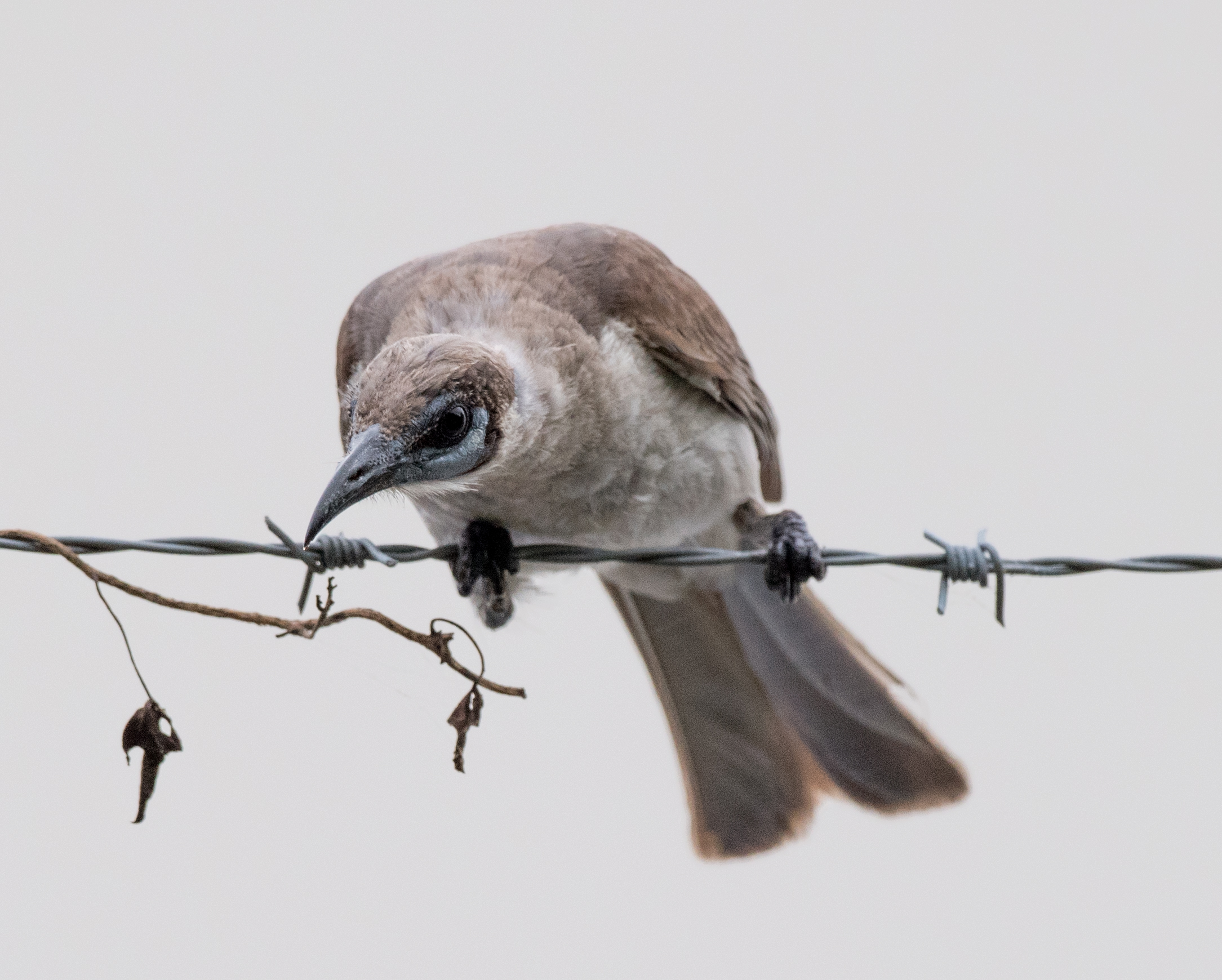 15 Australian Birds (Episode 3) - 10,000 Birds