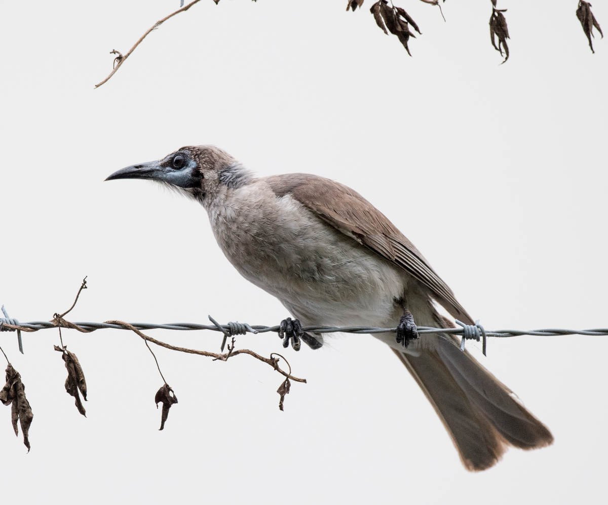 15 Australian Birds (Episode 3) - 10,000 Birds