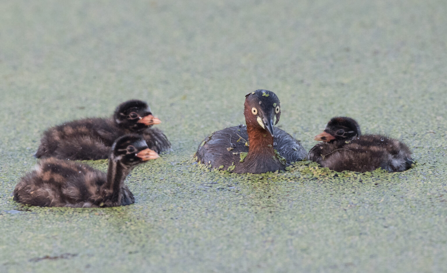 About 10,000 Birds - 10,000 Birds