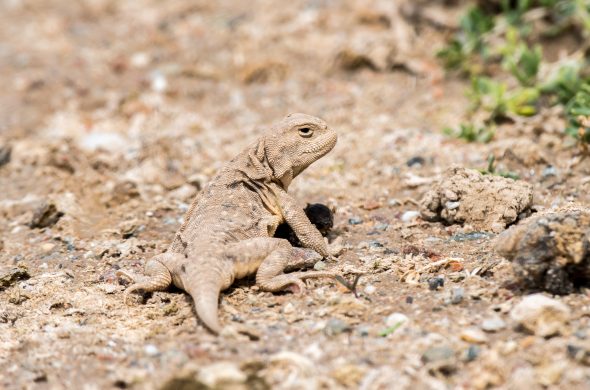 Birding around Chaka, Qinghai, China - 10,000 Birds