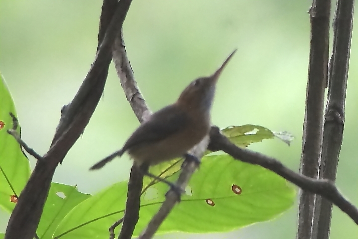 Finally, the Rainforest - 10,000 Birds