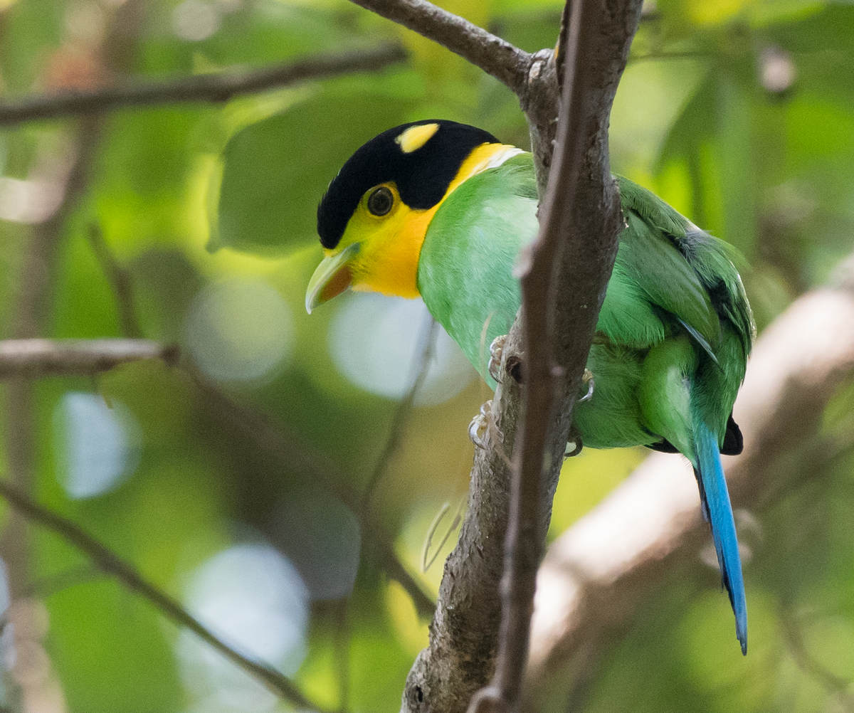 Birding Nabang, Yunnan (2) - 10,000 Birds