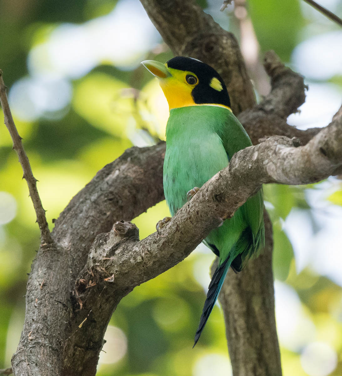 Birding Nabang, Yunnan (2) - 10,000 Birds