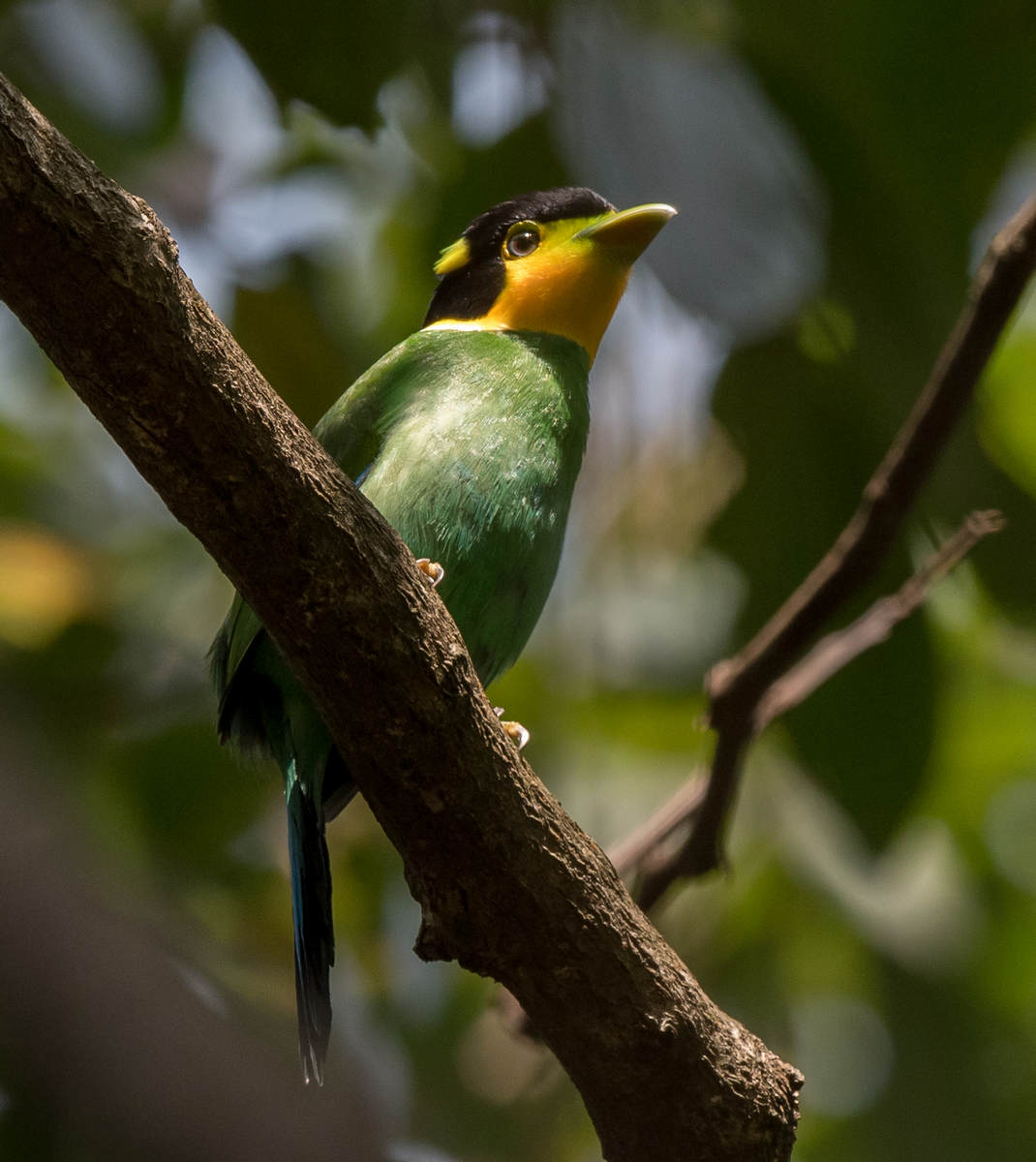 Birding Nabang, Yunnan (2) - 10,000 Birds