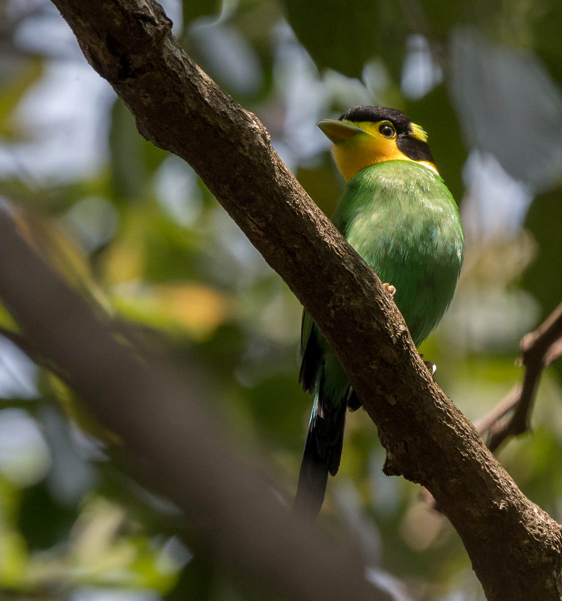 Birding Nabang, Yunnan (2) - 10,000 Birds