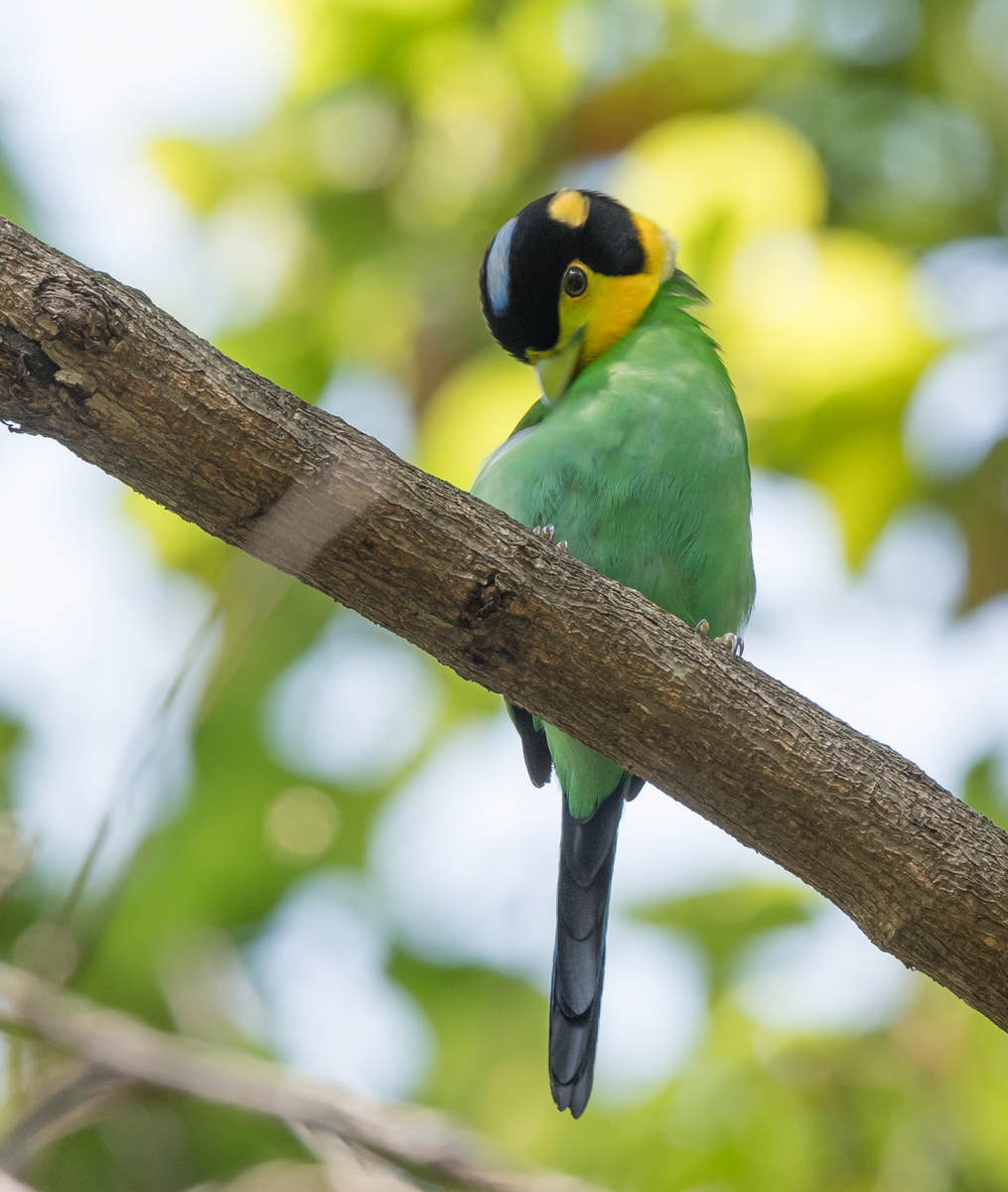 Birding Nabang, Yunnan (2) - 10,000 Birds