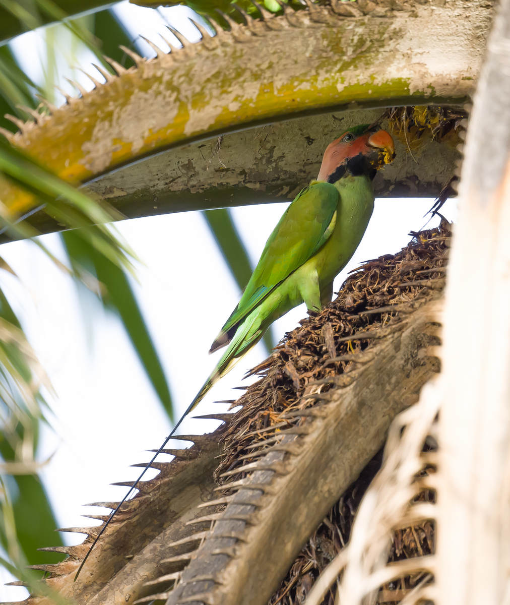 Birding Tanjung Aru Beach, Kota Kinabalu, Malaysia - 10,000 Birds