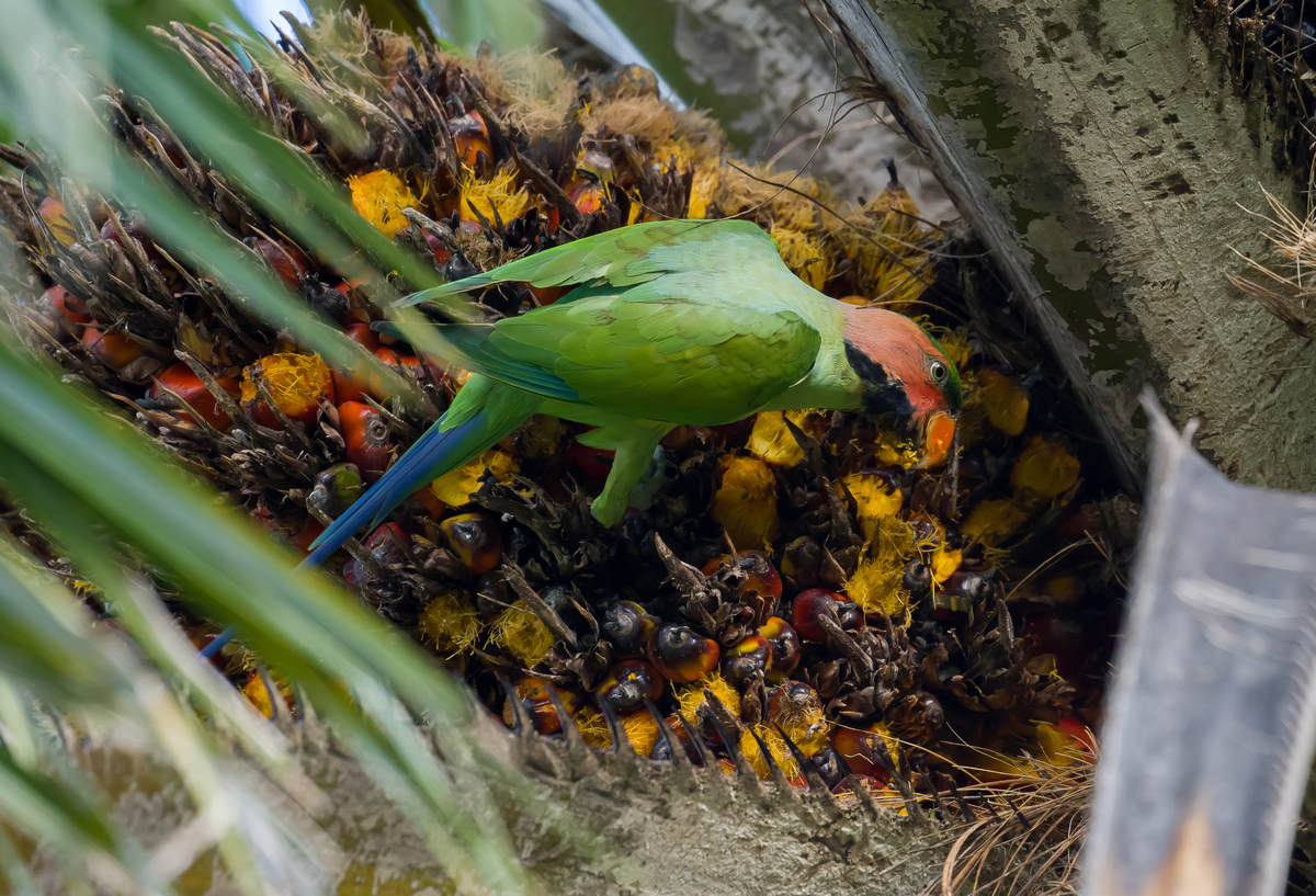 Birding Tanjung Aru Beach, Kota Kinabalu, Malaysia - 10,000 Birds