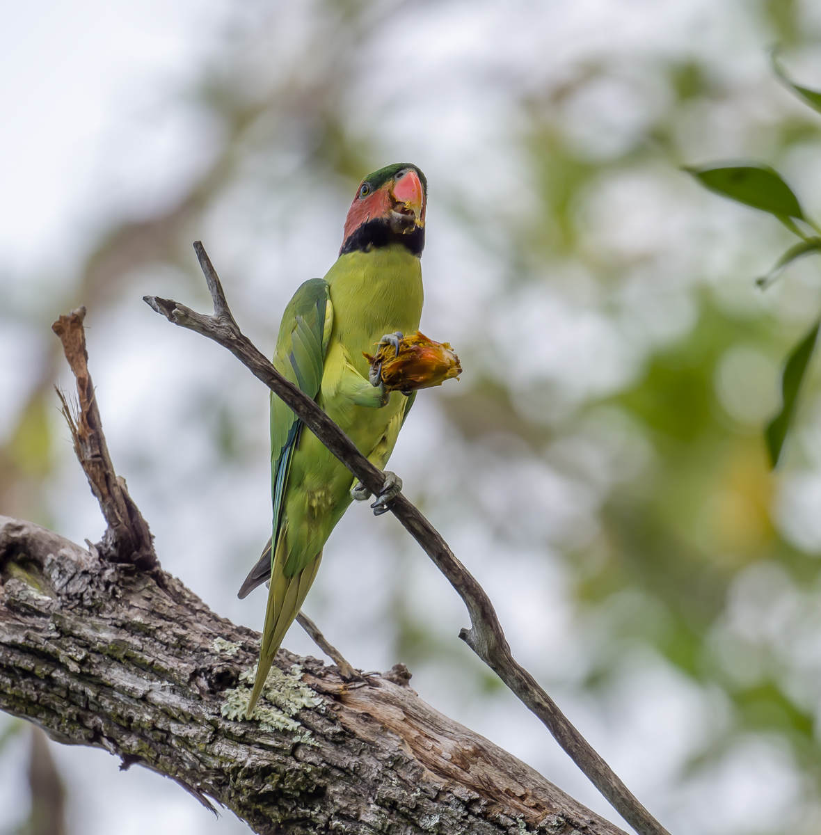 Birding Tanjung Aru Beach, Kota Kinabalu, Malaysia - 10,000 Birds