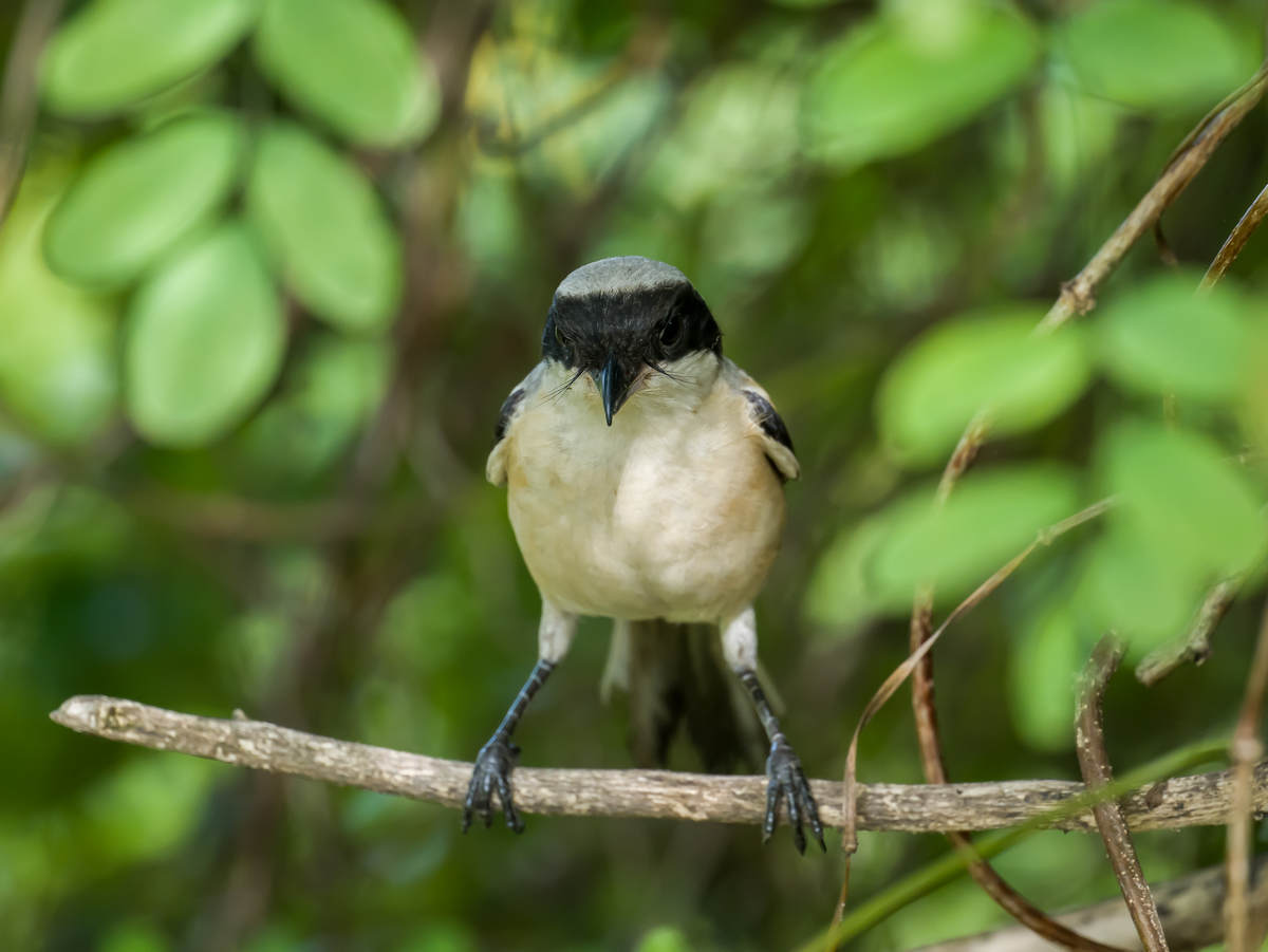 Birding Shanghai in August 2023 - 10,000 Birds