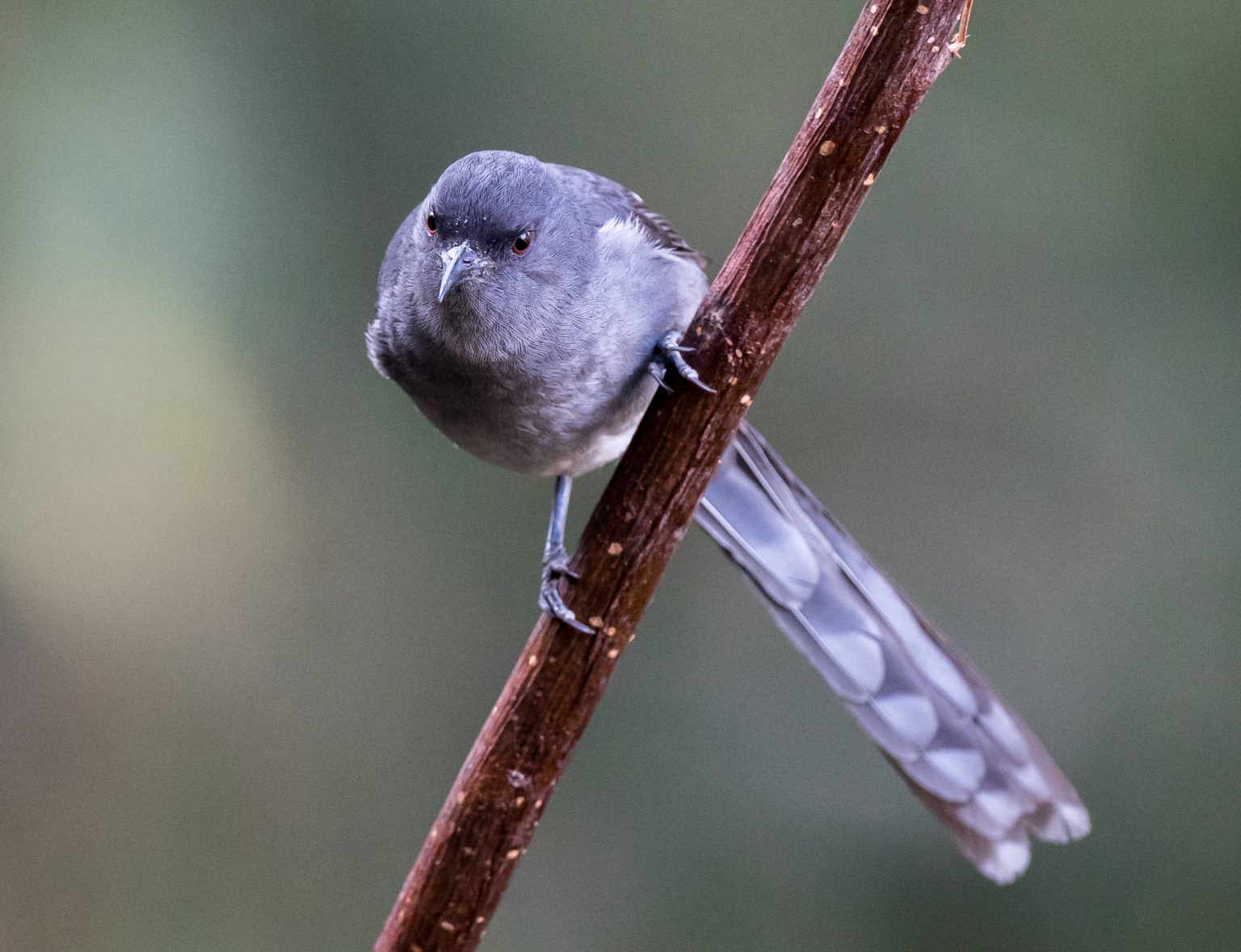 Getting sentimental: Birding at Baihualing, China - 10,000 Birds