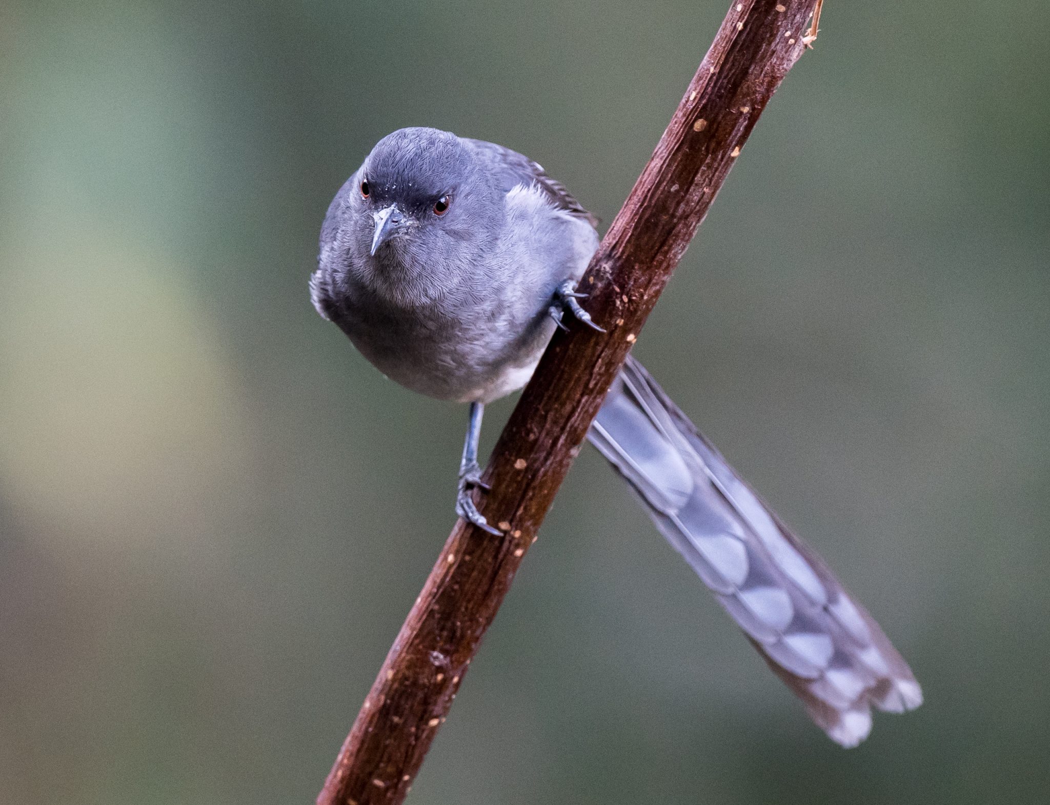 Getting sentimental: Birding at Baihualing, China - 10,000 Birds
