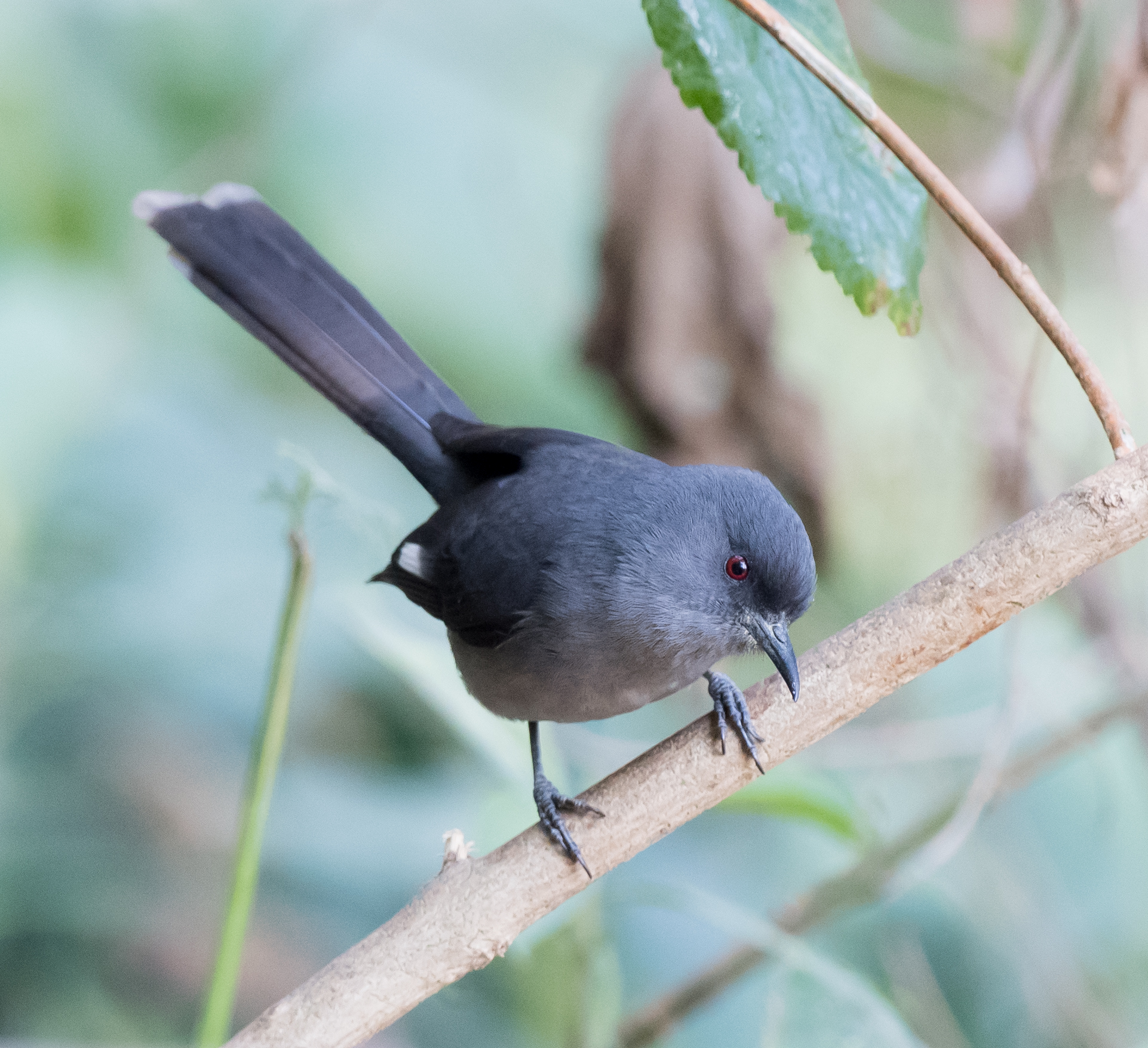 Getting sentimental: Birding at Baihualing, China - 10,000 Birds