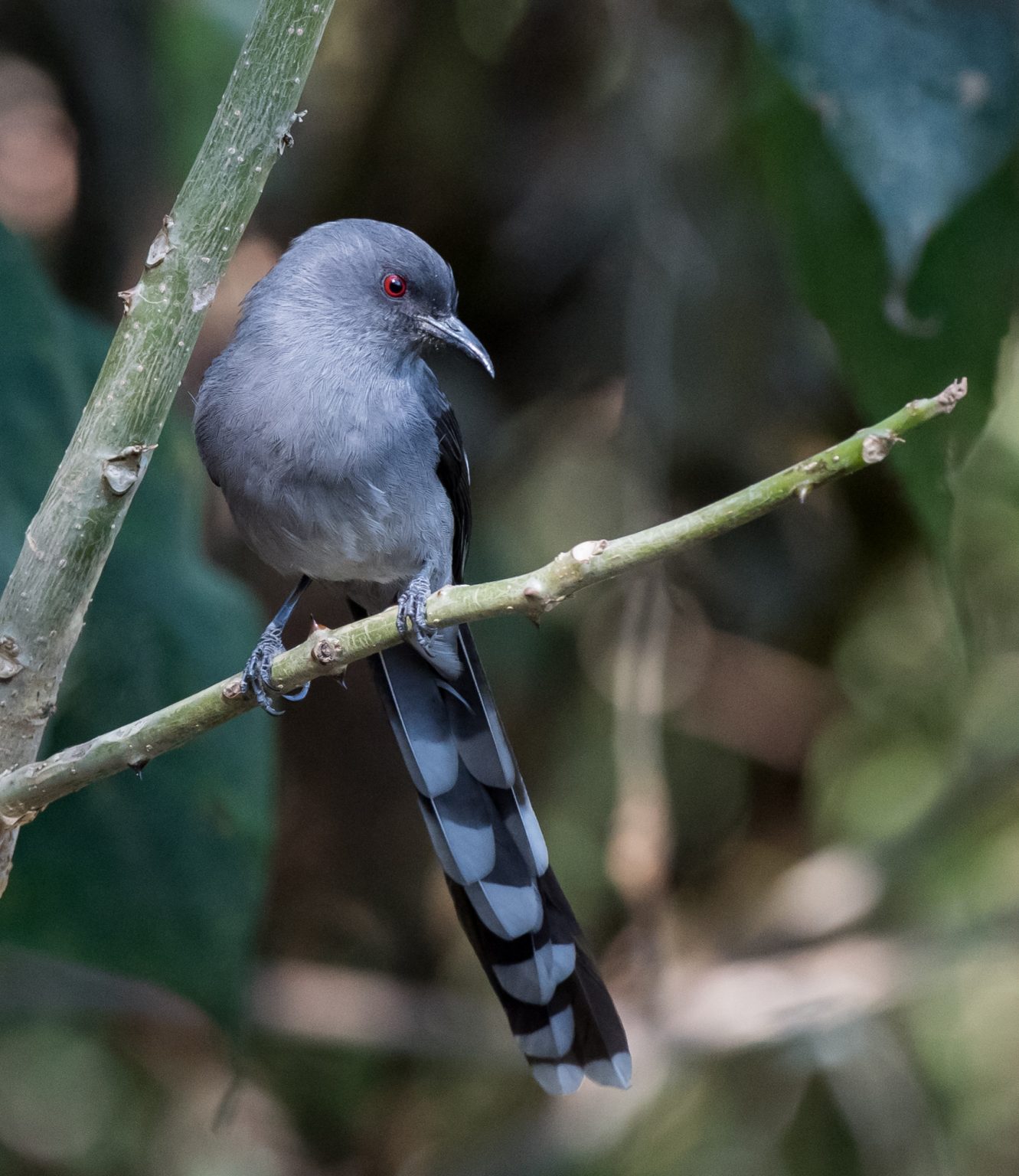 Getting sentimental: Birding at Baihualing, China - 10,000 Birds