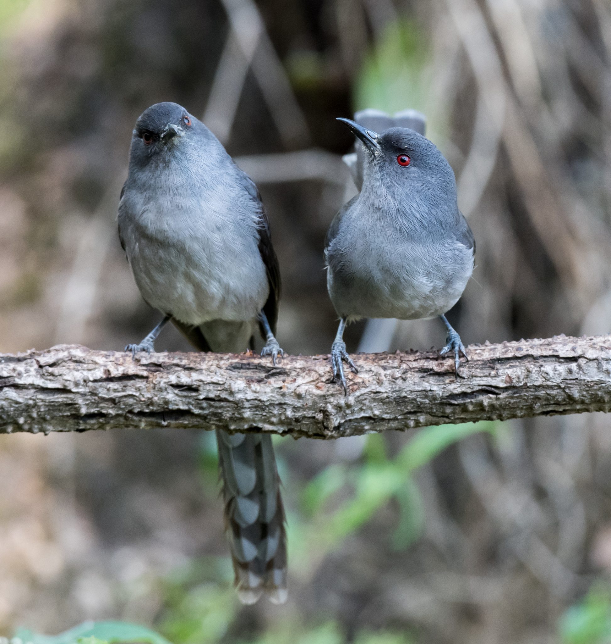 Getting sentimental: Birding at Baihualing, China - 10,000 Birds