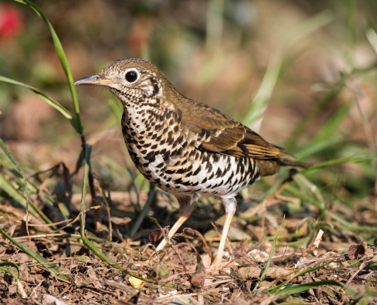 Baihualing - The Trequel - 10,000 Birds