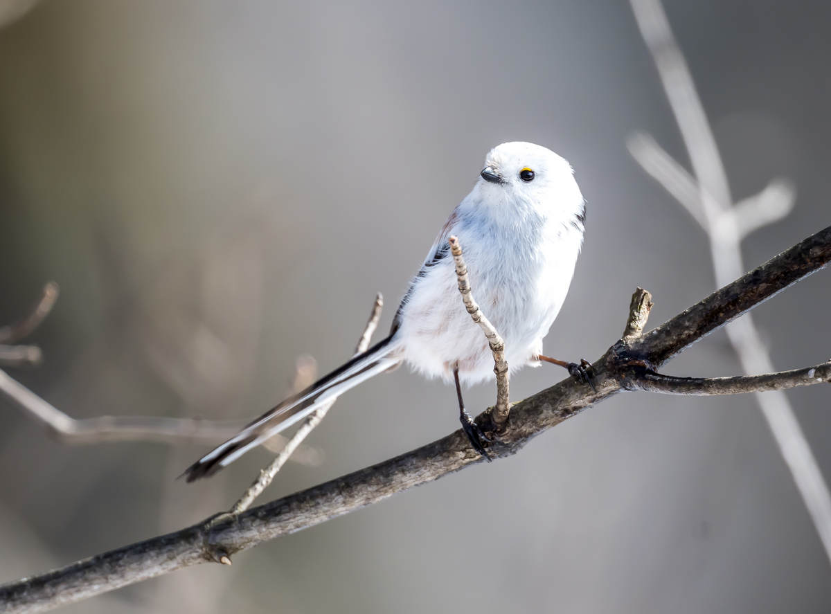 Long-tailed Tit on Hokkaido - 10,000 Birds